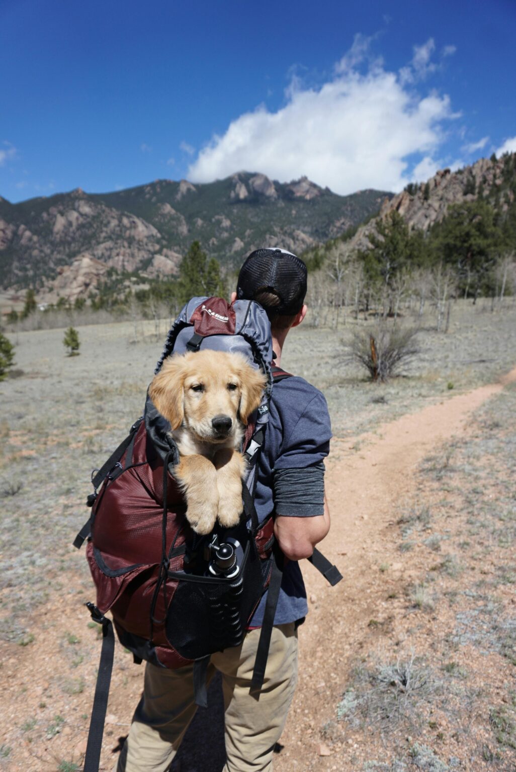 Top 10 Pet-Friendly Travel Destinations in the U.S. for 2025 - Petzey